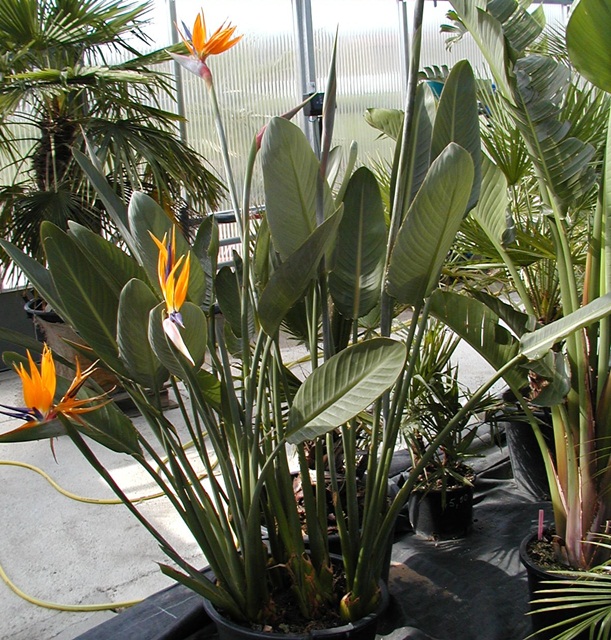 Strelitzia reginae - orange-blaue Paradiesvogelblume 80cm - Strelitzien ...